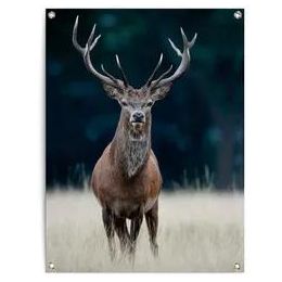 Poster Reinders "Hirsch", braun (farbe bild(er): braun), B:60cm H:80cm T:0,1cm, Leinwand, Bilder, Poster