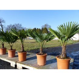 Hanfpalme "M" Palme Trachycarpus fortunei winterhart, Premiumqualit&auml;t