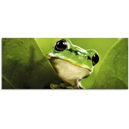 Glasbild Artland "Aussp&auml;hender Frosch", gr&uuml;n (farbe bild(er): gr&uuml;n), B:125cm H:50cm, Bilder, in verschiedenen Gr&ouml;&szlig;en