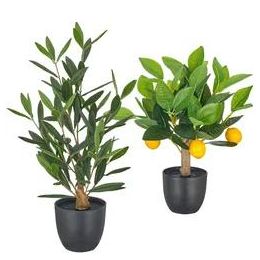 Kunstpflanze Creativ green "Oliven- und Zitronenb&auml;umchen", gr&uuml;n, H:48cm, Obermaterial: 100% Kunststoff, Kunstpflanzen, Kunstpflanze, in niedlicher Gr&ouml;&szlig;e