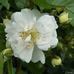 Kletterrose 'Guirlande d'Amour' - ADR-Rose, 5 Liter, 2 -3 starke Triebe, A-Qualit&auml;t Liefergr&ouml;&szlig;e: 2 - 3 starke Triebe, A-Qualit&auml;t