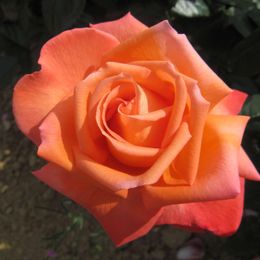 Edelrose 'NIRParfum Vedette ',Wurzelnackte Pflanze, A-Qualit&auml;t, 3 starke Triebe Lieferform: wurzelnackte Pflanze in A-Qualit&auml;t, mindestens 3 Triebe