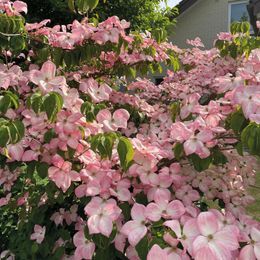 Rotbl&uuml;hender Blumenhartriegel 'Satomi' 25 Liter Container, 100 - 125 cm Liefergr&ouml;&szlig;e: 100 - 125 cm