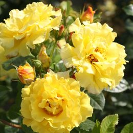 Strauchrose 'Lichtk&ouml;nigin Lucia ', 5 Liter, 3 starke Triebe, A-Qualit&auml;t Liefergr&ouml;&szlig;e: 3 starke Triebe, A-Qualit&auml;t