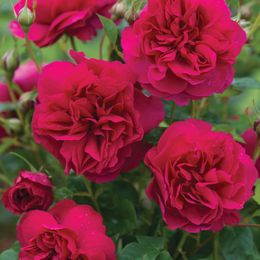 David Austin-Rose 'Thomas &agrave; Becket ', 5 Liter, A-Qualit&auml;t, 3 starke Triebe Liefergr&ouml;&szlig;e: drei starke Triebe