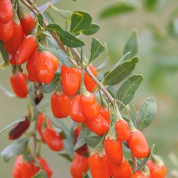 Chinesischer Bocksdorn 'No. 1 Lifeberry' - Gojibeere 3 Liter Container Liefergr&ouml;&szlig;e: 60 - 80 cm