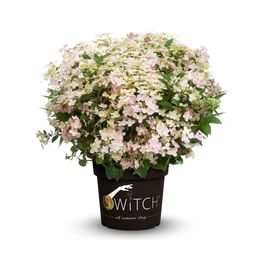 Tchibo - Rispenhortensie &raquo;Switch&laquo; - creme