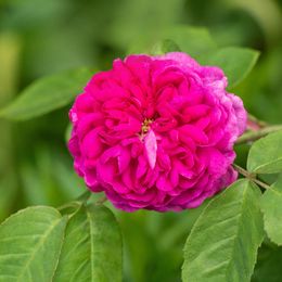 Historische Strauchrose 'Rose de Resht ', 5 Liter, A-Qualit&auml;t, 3 starke Triebe Liefergr&ouml;&szlig;e: drei starke Triebe