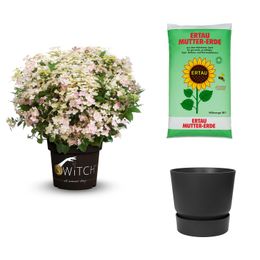 Mini-Rispenhortensie 'Switch Ophelia' mit Topf schwarz mit Gartenerde 20 Liter Liefergr&ouml;&szlig;e: | 1 Rispenhortensie & 1 Pflanzk&uuml;bel
