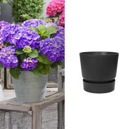 Zwerg-Hortensie 'Little Purple ' mit Topf schwarz ohne Erde Liefergr&ouml;&szlig;e: | 1 Ballhortensie & 1 Pflanzk&uuml;bel