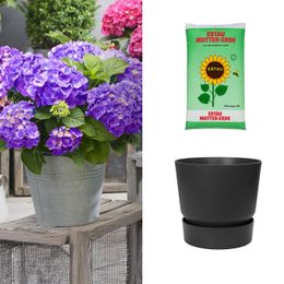 Zwerg-Hortensie 'Little Purple ' mit Topf schwarz mit Gartenerde 20 Liter Liefergr&ouml;&szlig;e: | 1 Ballhortensie & 1 Pflanzk&uuml;bel