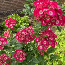 Ramblerrose 'Maria Lisa', 5 Liter, 3 starke Triebe, A-Qualit&auml;t Liefergr&ouml;&szlig;e: 3 starke Triebe, A-Qualit&auml;t