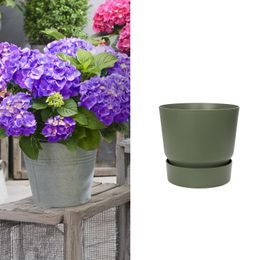 Zwerg-Hortensie 'Little Purple ' mit Topf gr&uuml;n ohne Erde Liefergr&ouml;&szlig;e: | 1 Ballhortensie & 1 Pflanzk&uuml;bel