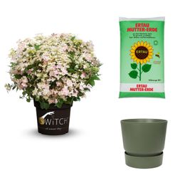 Mini-Rispenhortensie 'Switch Ophelia' mit Topf gr&uuml;n mit Gartenerde 20 Liter Liefergr&ouml;&szlig;e: | 1 Rispenhortensie & 1 Pflanzk&uuml;bel