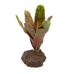 LUCKY REPTILE Bromelie Neoregelia gr&uuml;n 20 cm