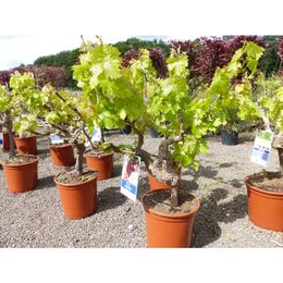 Vitis Vinifera kernlos rote & helle Trauben Weinstock, knorrige Weinrebe, Weintraube