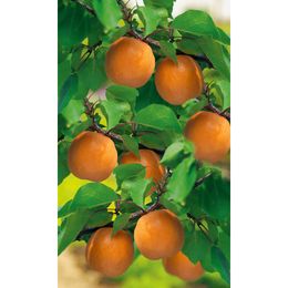 naturtalent by toom Naturtalent by toom Bio Aprikose 'Nancy', Busch 25 cm Topf