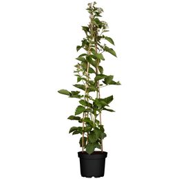 naturtalent by toom Naturtalent by toom Bio Brombeere 'Navaho Bigandearly ' 14 cm Topf