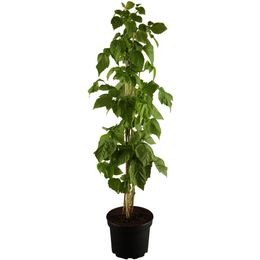 naturtalent by toom Naturtalent by toom Bio Himbeere 'Autumn First ' 14 cm Topf