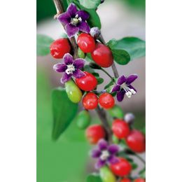 naturtalent by toom Naturtalent by toom Bio Gojibeere, Busch 14 cm Topf