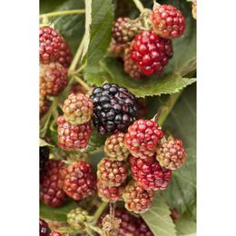 naturtalent by toom Naturtalent by toom Bio-Brombeere 'Reuben' 14 cm Topf