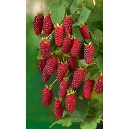 naturtalent by toom Naturtalent by toom Bio Brombeere 'Tayberry', Busch 14 cm Topf