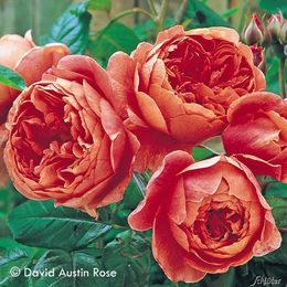 David Austin-Rose 'Summer Song ' C6 Lieferform: Im 6 Liter Topf
