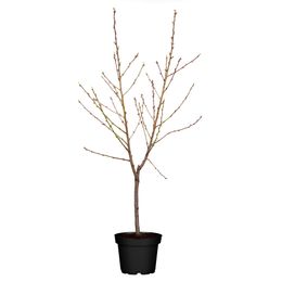 naturtalent by toom Naturtalent by toom Bio-Zwerg-Pfirisch 25 cm Topf