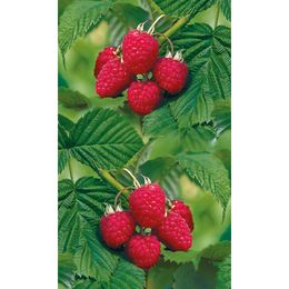 naturtalent by toom Naturtalent by toom Bio Himbeere 'Autumn Bliss', Busch 14 cm Topf