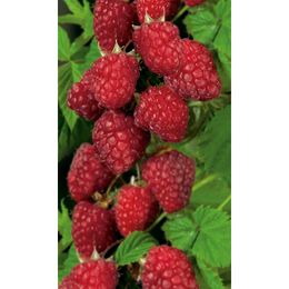 naturtalent by toom Naturtalent by toom Bio Himbeere 'Malling Promise', Busch 14 cm Topf