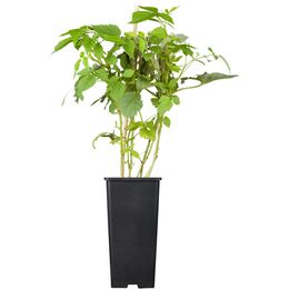 naturtalent by toom Naturtalent by toom Bio-Himbeere 'Willamette' 14 cm Topf