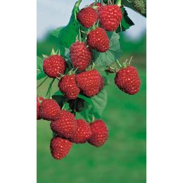naturtalent by toom Naturtalent by toom Bio Himbeere 'Zefa 3', Busch 14 cm Topf