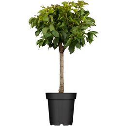 naturtalent by toom Naturtalent by toom Bio-Zwergaprikose 23 cm Topf