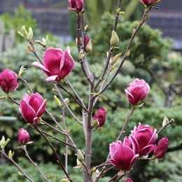 Magnolie 'Genie ', 5 Liter, 100 - 125 cm Liefergr&ouml;&szlig;e: 100 - 125 cm