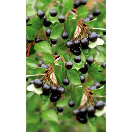 naturtalent by toom Naturtalent by toom Bio Apfelbeere, Busch 25 cm Topf