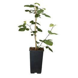 naturtalent by toom Naturtalent by toom Bio-Brombeere 'Loch Ness' 14 cm Topf