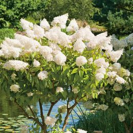 Rispenhortensie 'Grandiflora' - Der Klassiker 5 Liter Container, 60 - 80 cm Liefergr&ouml;&szlig;e: 60 - 80 cm