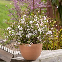 Deutzie 'Tokyo Delight' Liefergr&ouml;&szlig;e: 60 - 80 cm