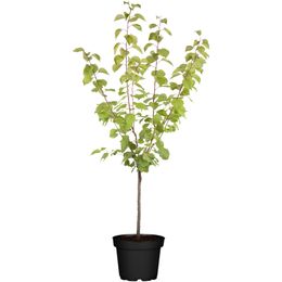 naturtalent by toom Naturtalent by toom Bio-Aprikosenbusch 'Ungarische Beste' 25 cm Topf