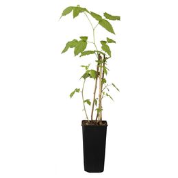 naturtalent by toom Naturtalent by toom Bio-Himbeere 'Aroma-Queen' 14 cm Topf