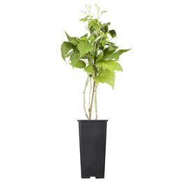 naturtalent by toom Naturtalent by toom Bio Himbeere 'Sugana ' gelb 14 cm Topf