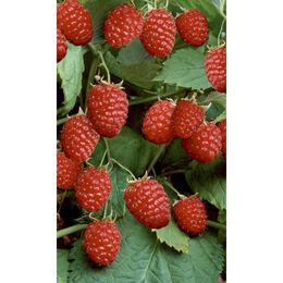 naturtalent by toom Naturtalent by toom Bio Himbeere 'Sch&ouml;nemann', Busch 14 cm Topf