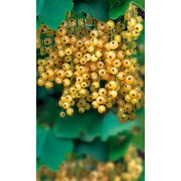 naturtalent by toom Naturtalent by toom Bio Johannisbeere 'Wei&szlig;e Versailler', Busch 19 cm Topf