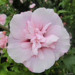 Garteneibisch 'Pink Chiffon', 3 - 5 Liter, 30 - 40 cm Liefergr&ouml;&szlig;e: 30 - 40 cm