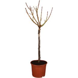 naturtalent by toom Naturtalent by toom Bio-Zwerg-Nektarine 'Zwergenstar' 23 cm Topf