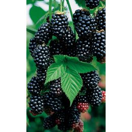 naturtalent by toom Naturtalent by toom Bio Brombeere 'Black Satin', Busch 14 cm Topf
