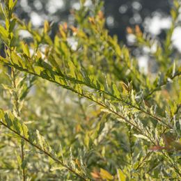 Wei&szlig;bunte Japanweide 'Hakuro Nishiki' - Busch, 5 Liter, 60 - 80 cm Liefergr&ouml;&szlig;e: 60 - 80 cm