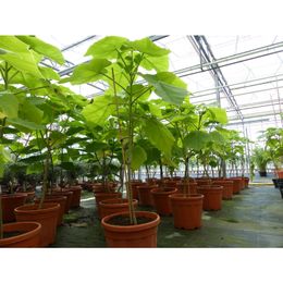 Blauglockenbaum Kiribaum 130 - 150 cm Paulownia tomentosa Kaiserbaum