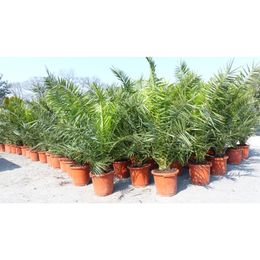 2 St&uuml;ck Palme XXL 160 cm Phoenix canariensis, kanarische Dattelpalme, winterhart