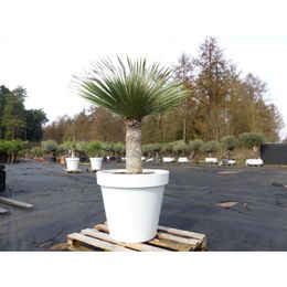 Yucca Rostrata 170 cm Stamm 65 cm im Pflanzk&uuml;bel &Oslash;80 cm Wei&szlig; winterhart